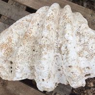 Versteinerte fossile Riesenmuschel XXL Tridacna Gigantea 91cm 75kg ...