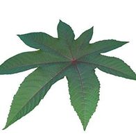 Ricinus Wunderbaum -ricinus communis- 50 Samen Rizinus, Rizinusbaum ...