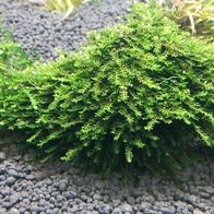 Pilomoos auf Lava Pilotrichaceae sp. "Pilo moss" ähnelt Christmas Moos ...