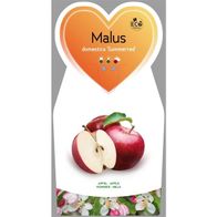 Malus domestica Summerred - Sommerapfel - Apfelbaum Obstbaum kaufen bei ...