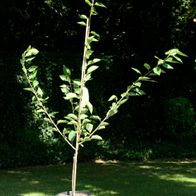 Sauerkirsche Kirschbaum Kirsche Prunus cerasus ´Morina´ Buschbaum 10 ...