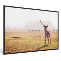 Poster - 90x60 cm - Hirsche - Geweihe - Gras kaufen bei Hood.de