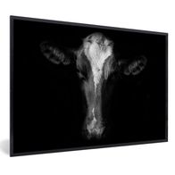 Poster - 90x60 cm - Porträtfoto Kuh auf schwarzem Hintergrund kaufen ...