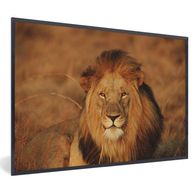 Poster - 90x60 cm - Löwe - Porträt - Jagen kaufen bei Hood.de