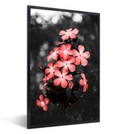 Poster - 80x120 cm - Blumen - Rosa - Farbe kaufen bei Hood.de