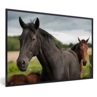 Poster - 120x80 cm - Pferde - Wiese - Schweden kaufen bei Hood.de