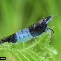 Garnelio - Carbon Rilli Shrimp - Neocaridina davidi var. "Carbon Rili ...