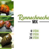 Rennschnecken mix - Algenvernichter kaufen bei Hood.de