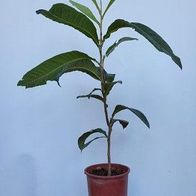 Japanische Wollmispel, Nispel, Nispero, Eriobotrya japonica kaufen bei ...