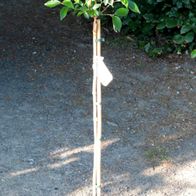 Schneeball ´Eskimo´ Viburnum Stämmchen 80 cm Stammhöhe Zierstamm im 5 ...