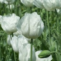 Weisser Mohn - Papaver somniferum - White Seeded Poppy 300+ Samen ...