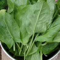 Breitblättriger Garten - Sauerampfer Rumex rugosus 25+ Samen - Seeds L ...