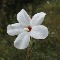 Weisser wilder Moschus - Abelmoschus ficulneus - Native Rosella 5 ...