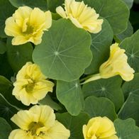 Kapuzinerkresse - Moonlight - Nasturtium - Tropaeolum majus 5+ Samen Ed ...