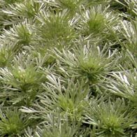 Wermut Samen - Aromatisches, mehrjähriges Heil- und Küchenkraut kaufen ...