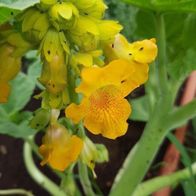 Gelbe Proboscidea - Ibicella lutea - Devil's claw - 5+ Samen - Seeds He ...