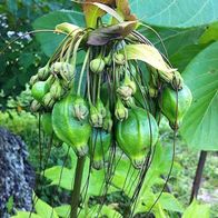 Ostindische Pfeilwurz -Tacca leontopetaloides - Polynesian arrowroot 5 ...