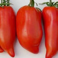 Tomate Howard German - Paprikaförmige Amish Erbstück 5+ Samen - Seeds P ...