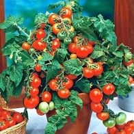 Roter Pinocchio Tomate - Pinocchio Red Dwarf 5+ Samen - Balkontomate P ...
