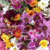 8m² Wildblumen MIX. Blumenwiese, Bienenweide, mit über 60 Arten ...
