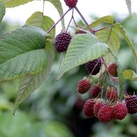 Andenhimbeere - Rubus glaucus - Andean raspberry - 10+ Samen - Seeds Gx ...