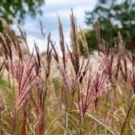 Chinaschilf "Red Chief" 1 Pflanze Miscanthus sinen winterhart kaufen ...