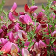 Edelginster Windlesham Ruby 60-80cm - Cytisus scoparius kaufen bei Hood.de