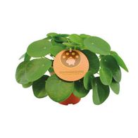 Chinesischer Geldbaum - Pilea Peperomioides - Zimmerpflanze - Ø15cm ...