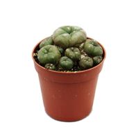 Lophophora williamsii - Peyote - Peyotl Kaktus - blühfähig, 5,5cm Topf ...