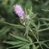 Mönchspfeffer Pink Pinnacle® 40-60cm - Vitex agnus castus kaufen bei ...