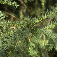 Heimische Eibe Erwin 20-25cm - Taxus baccata kaufen bei Hood.de