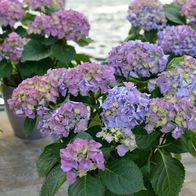 Bauernhortensie Early Blue 30-40cm - Hydrangea macrophylla kaufen bei ...