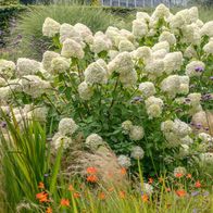 Rispenhortensie Magical Andes 40-60cm - Hydrangea paniculata kaufen bei ...