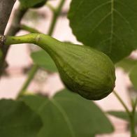 Feigenbaum Little Miss Figgy 30-40cm - Ficus carica kaufen bei Hood.de