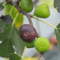 Feigenbaum Little Firoma 30-40cm - Ficus carica kaufen bei Hood.de