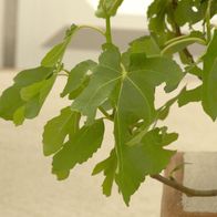 Feigenbaum Rouge de Bordeaux 60-80cm - Ficus carica kaufen bei Hood.de
