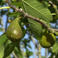 Feigenbaum Madeleine des 2 Saisons 80-100cm - Ficus carica kaufen bei ...