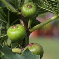 Feigenbaum Ice Crystal 80-100cm - Ficus carica kaufen bei Hood.de