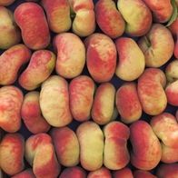 Plattpfirsich Roter Saturn 60-80cm - Prunus persica kaufen bei Hood.de