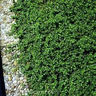 10x Kleinblättrige Kriechspindel Minimus 10-15cm - Euonymus fortunei ...