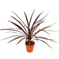 Rote Keulenlilie - Cordyline australis "Red Star" - 12cm Topf - ca ...