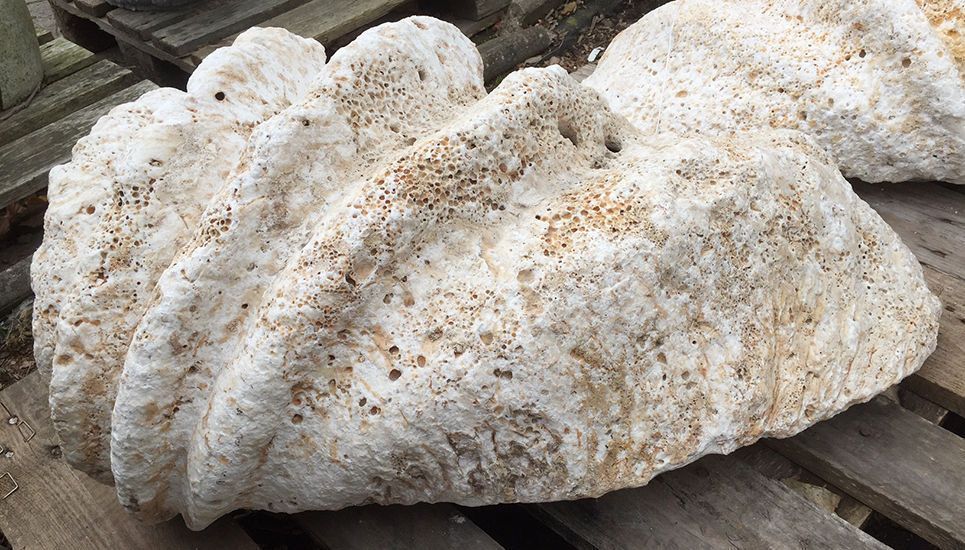 Versteinerte fossile Riesenmuschel XXL Tridacna Gigantea 91cm 75kg ...