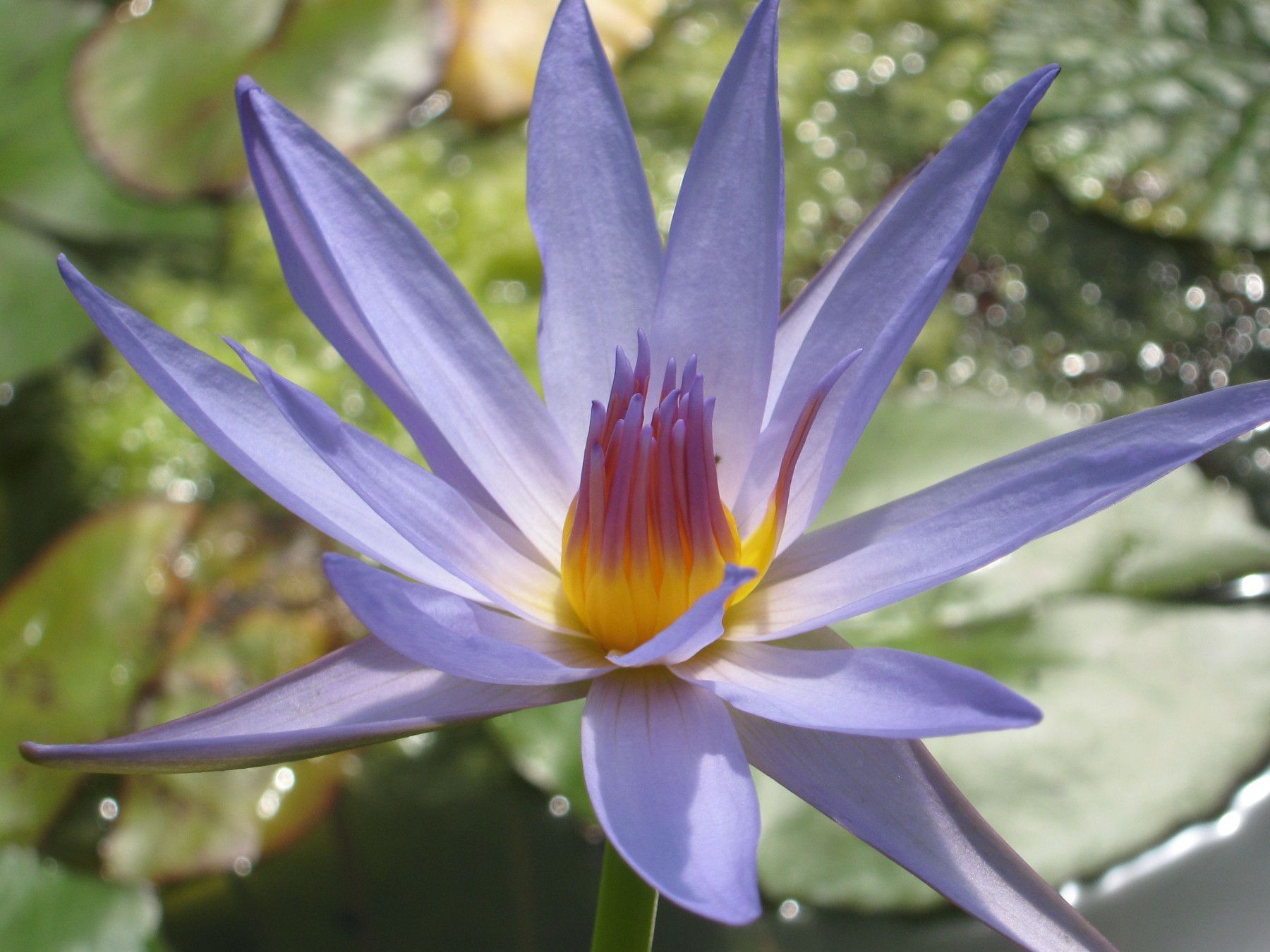 Nymphaea caerulea, Blauer Lotus vom Nil, blaue Seerose, 50 Samen kaufen ...