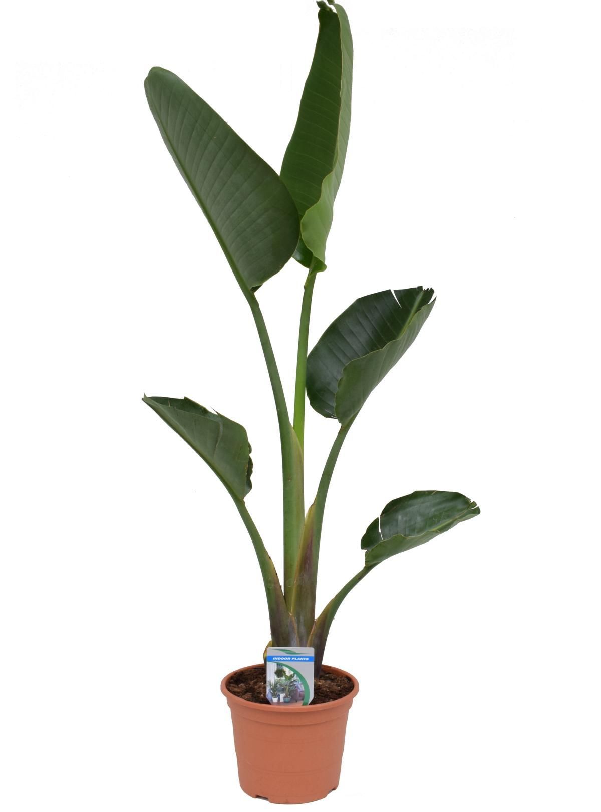 Strelitzia nicolai Baumstrelitzie Baum-Paradiesvogelblume verschiedene ...