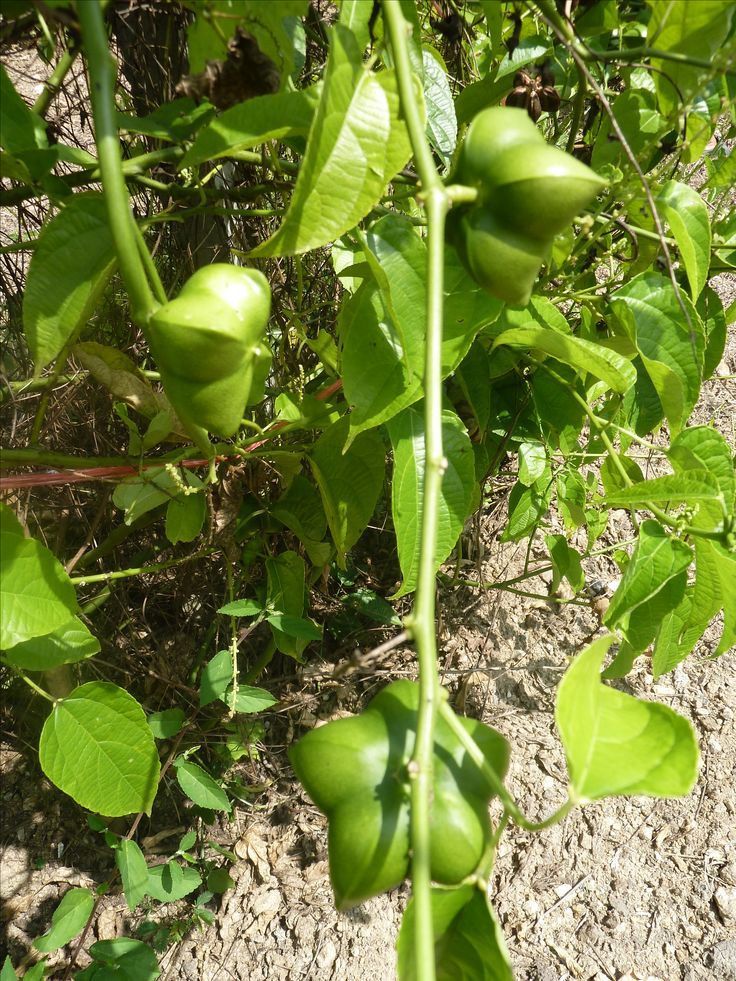 Sacha Inchi - Inka Nuss - 10 Samen der Wunderpflanze aus Südamerika ...