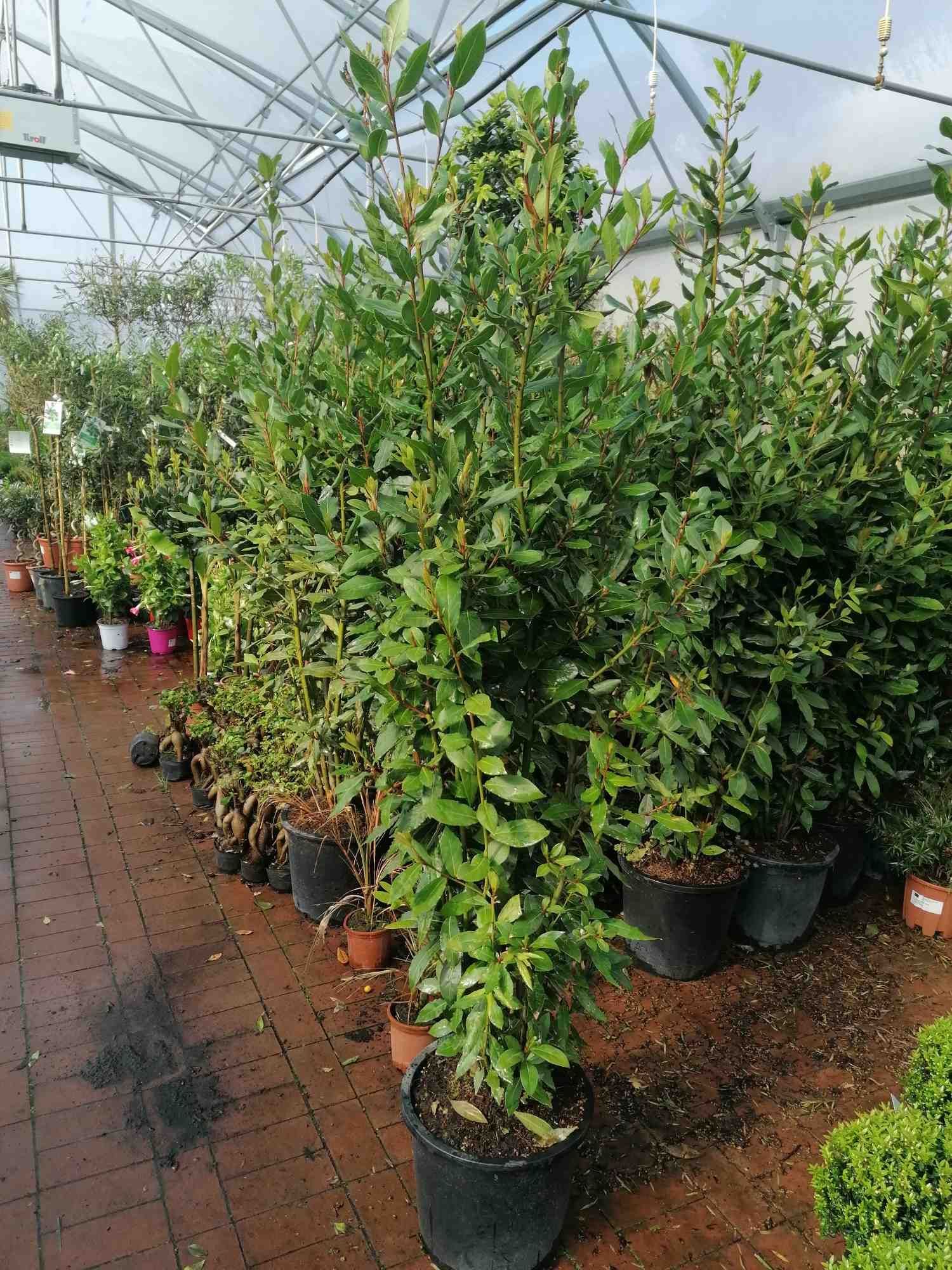 echter Gewürzlorbeer - Laurus nobilis Echter Lorbeer Laurus nobilis ...
