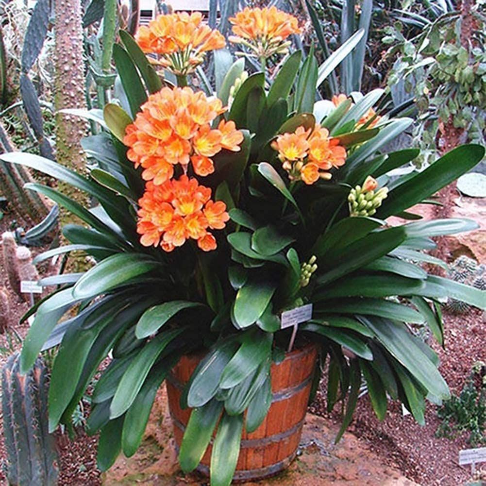 100 Stück Clivia Seeds Indoor Outdoor Pflanzen Duftende Blüte kaufen ...