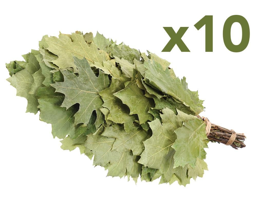 Eichenreisig 10 x 45-55 cm für Sauna kanadische Eiche Eichenquast ...