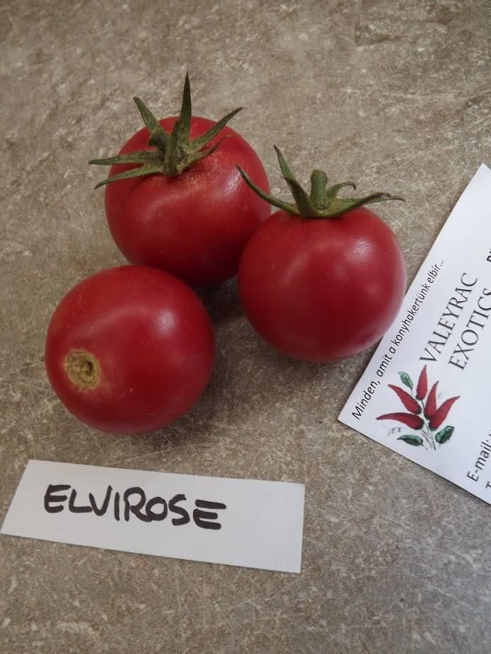 Elvirose Tomate - Tomato 5+ Samen - Saatgut - Seeds - Gemüsesamen P 218 ...