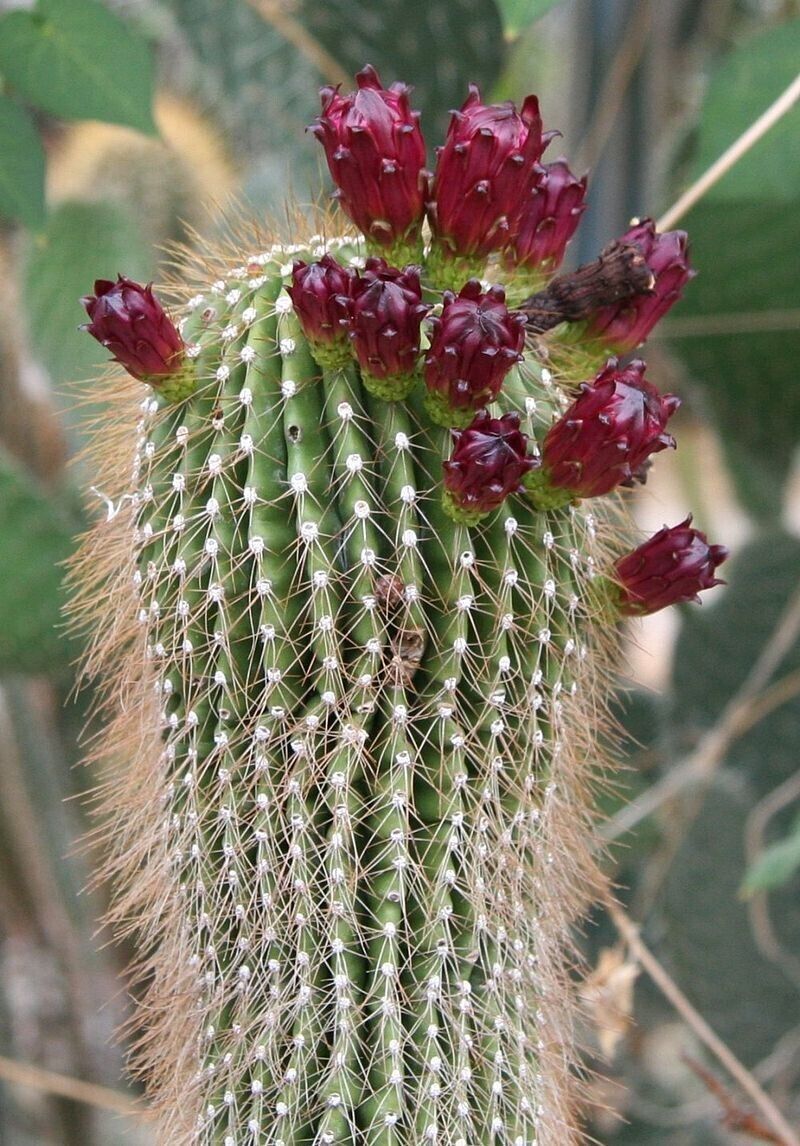 Riesen Kaktus - Neobuxbaumia tetetzo - Teteche cactus 5+ Samen - Seeds ...